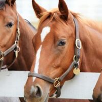 FeedworksUSA - Science backed, specialty feed ingredients.